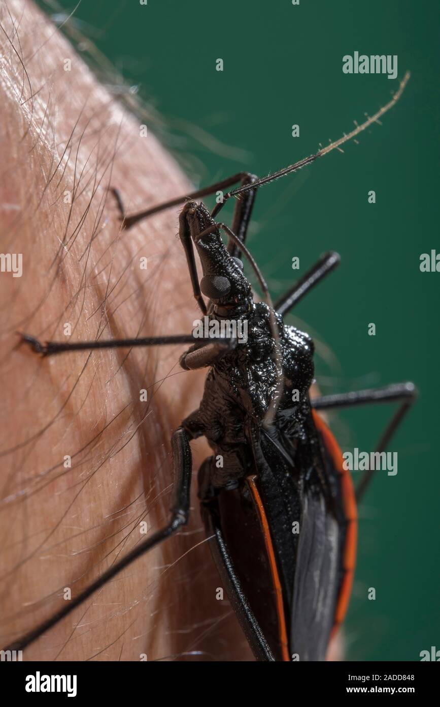 Dipetalogaster maxima bug, macrophotograph. This insect is classified ...