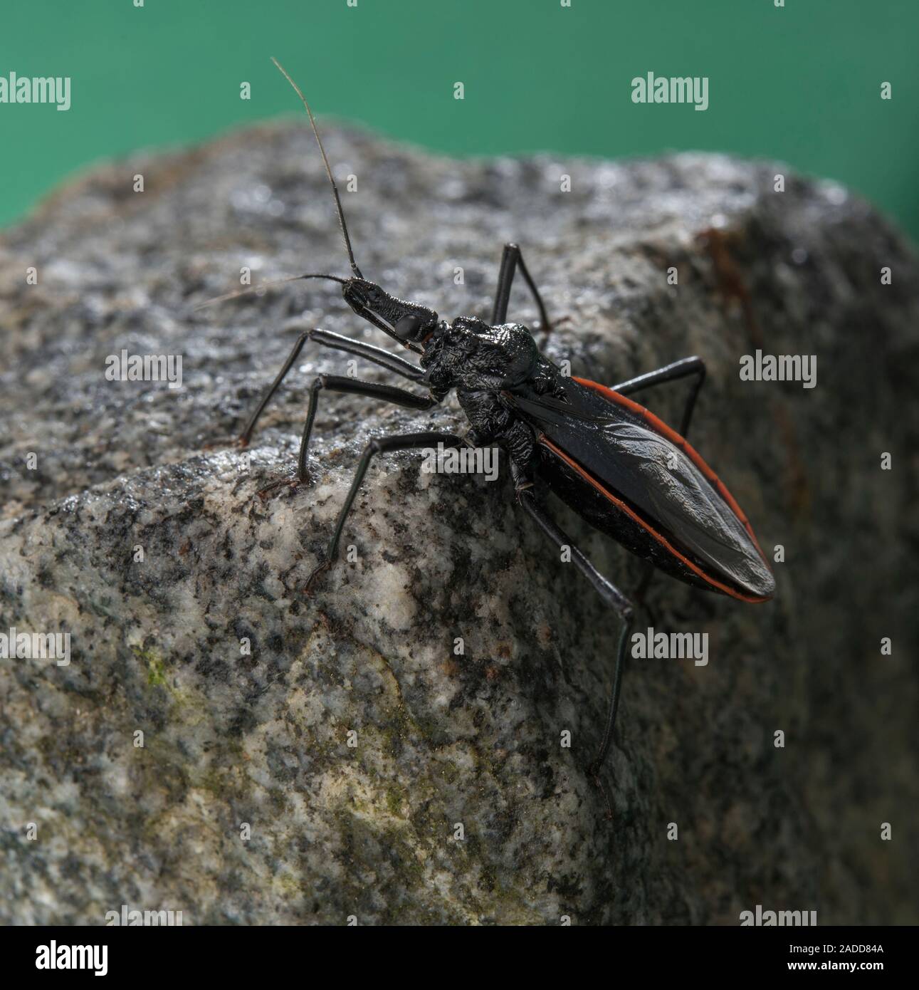 Dipetalogaster maxima bug, macrophotograph. This insect is classified ...