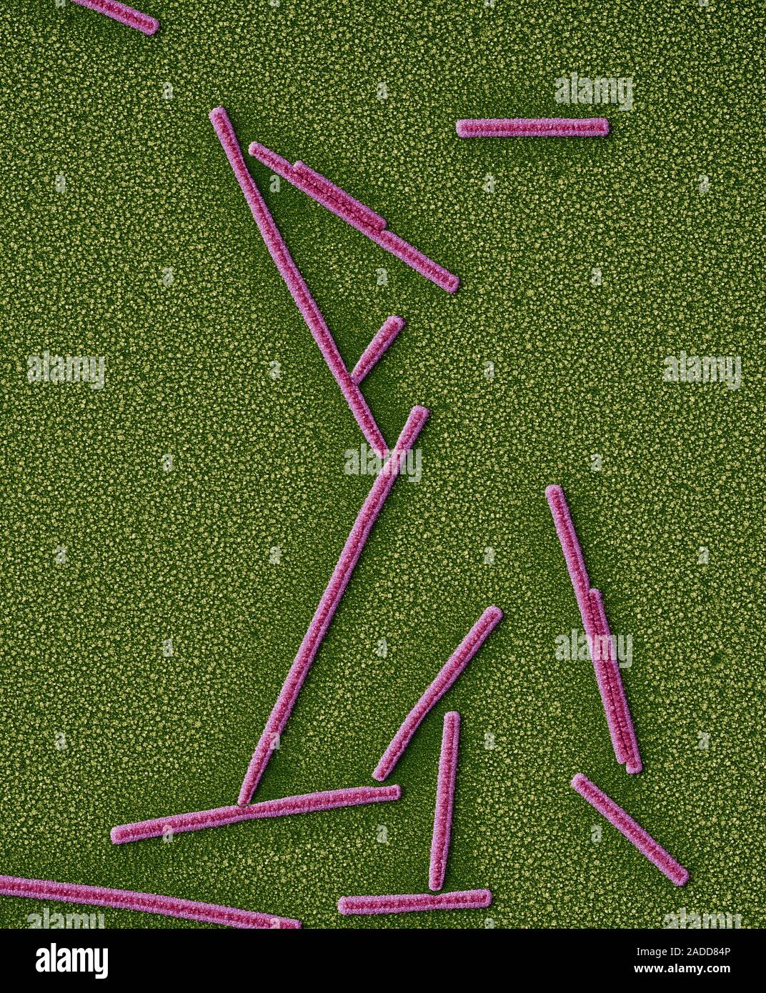 Tobacco mosaic virus. Coloured transmission electron micrograph (TEM ...
