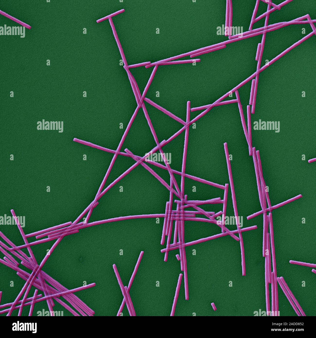 Tobacco mosaic virus. Coloured transmission electron micrograph (TEM ...