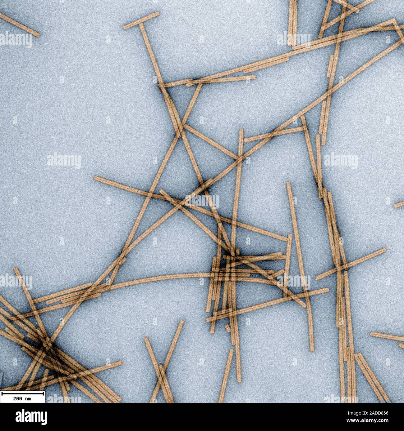 Tobacco mosaic virus. Coloured transmission electron micrograph (TEM ...