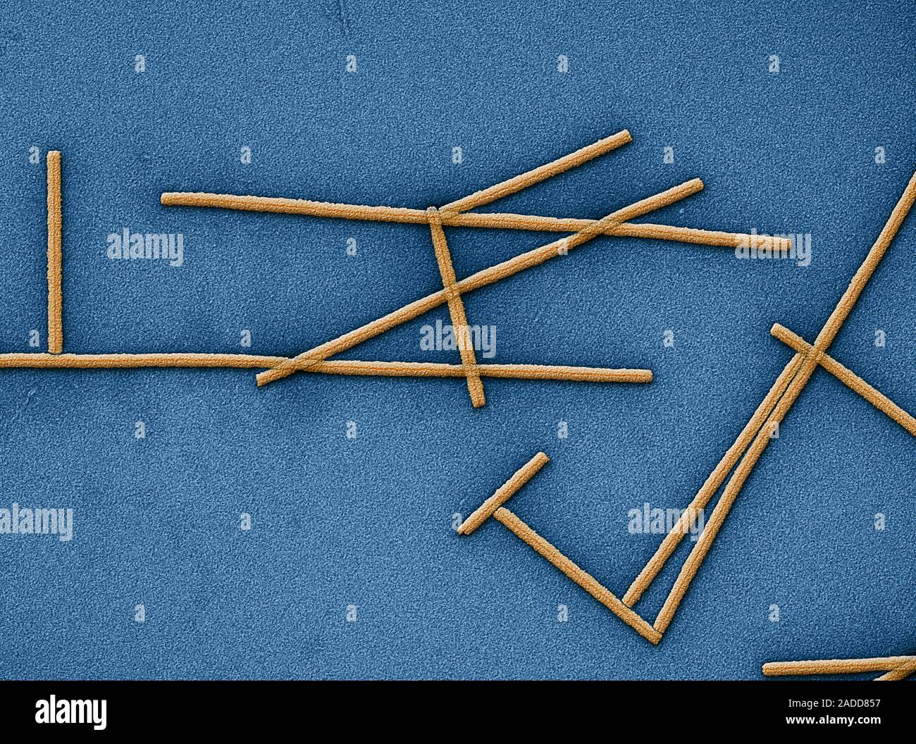 Tobacco mosaic virus. Coloured transmission electron micrograph (TEM ...
