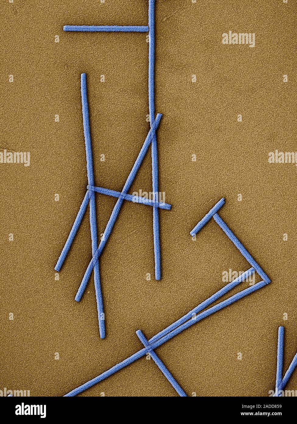 Tobacco mosaic virus. Coloured transmission electron micrograph (TEM ...