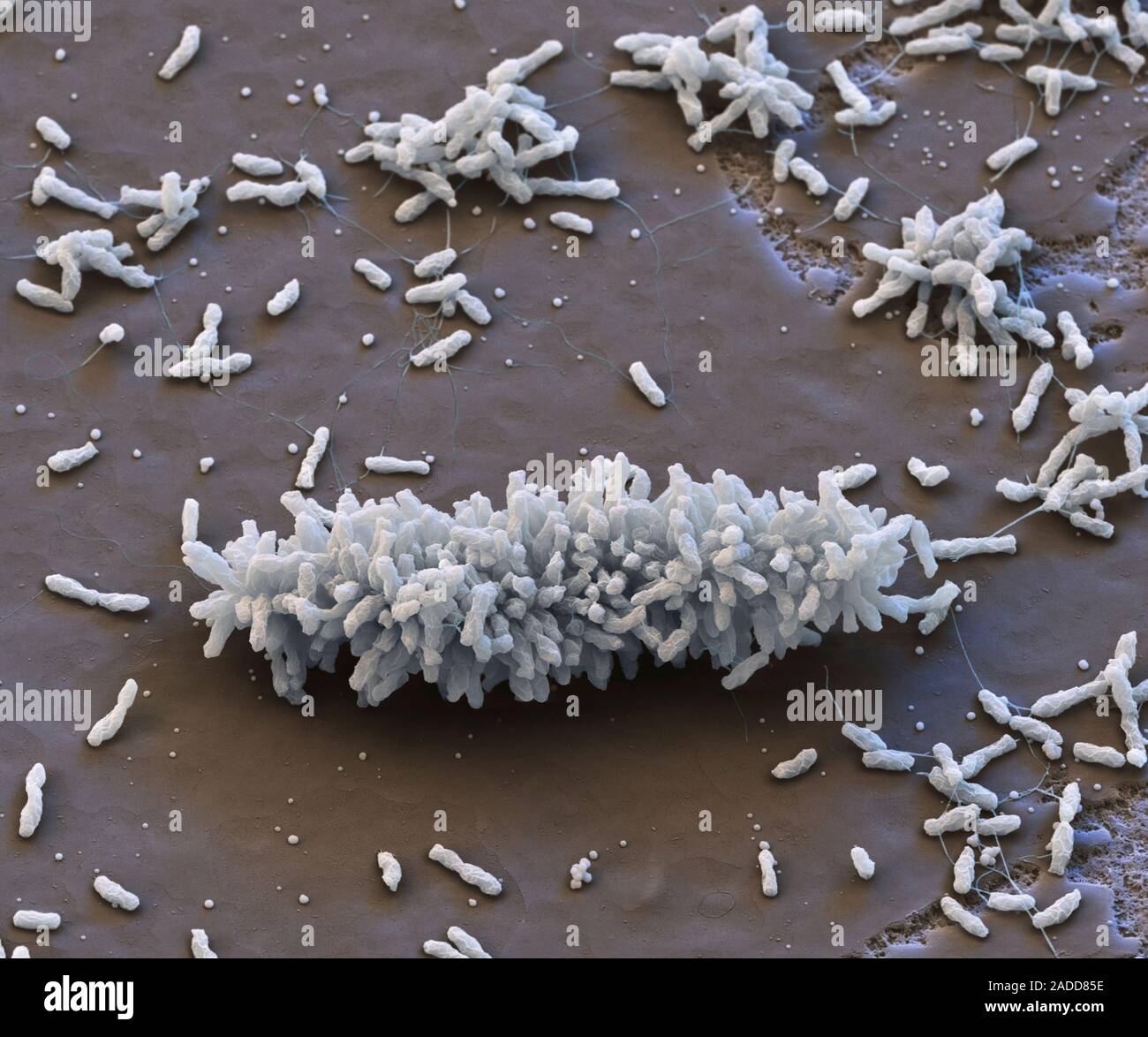 Phototrophic iron-oxidizing bacteria, coloured scanning electron ... Phototrophic iron-oxidizing bacteria, coloured scanning electron ...