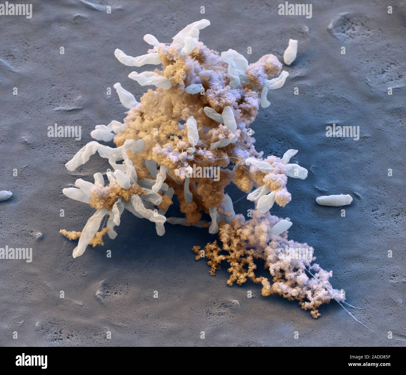 Phototrophic iron-oxidizing bacteria and magnetite, coloured scanning ... Phototrophic iron-oxidizing bacteria and magnetite, coloured scanning ...