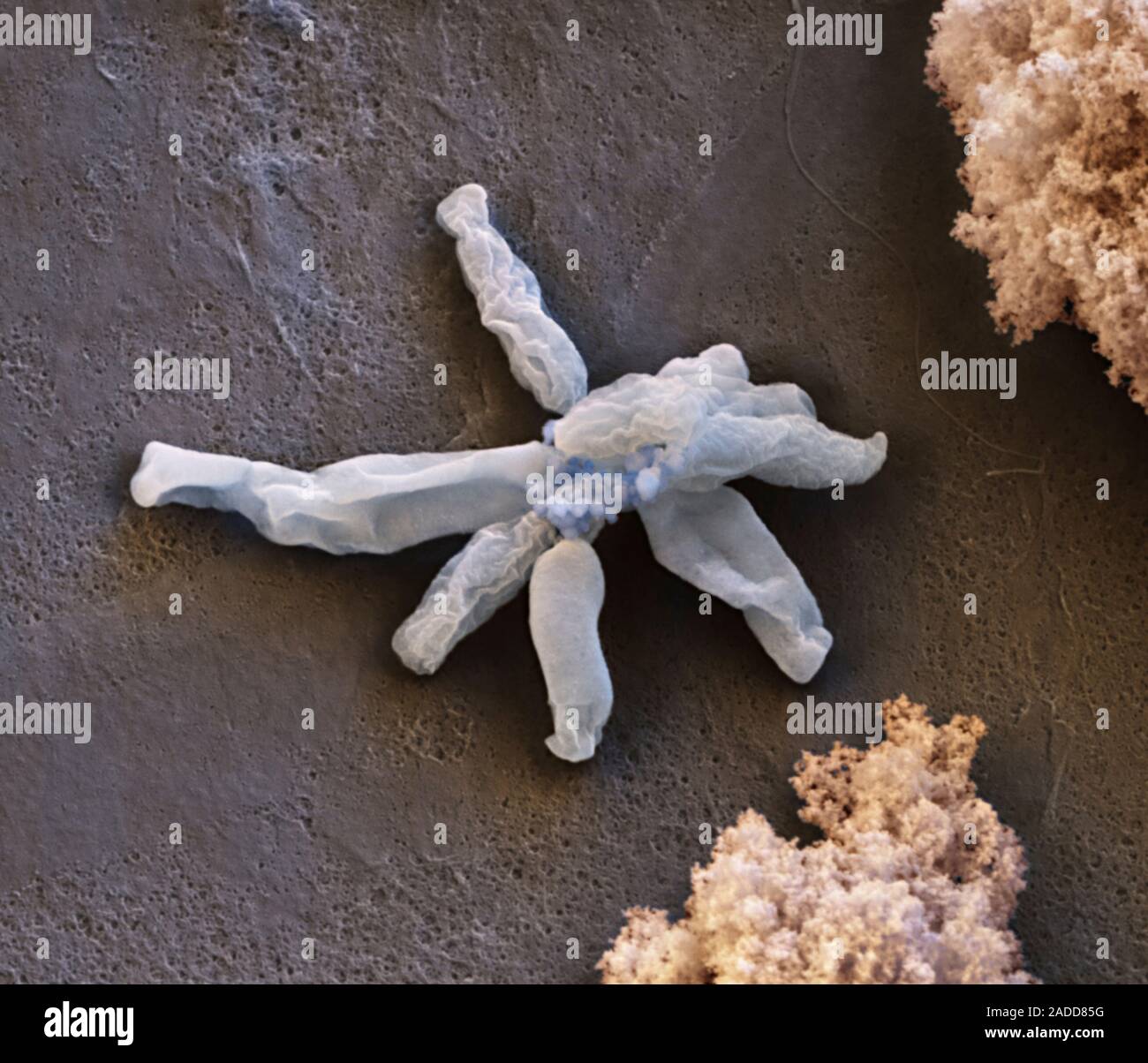 Phototrophic iron-oxidizing bacteria and magnetite, coloured scanning ... Phototrophic iron-oxidizing bacteria and magnetite, coloured scanning ...