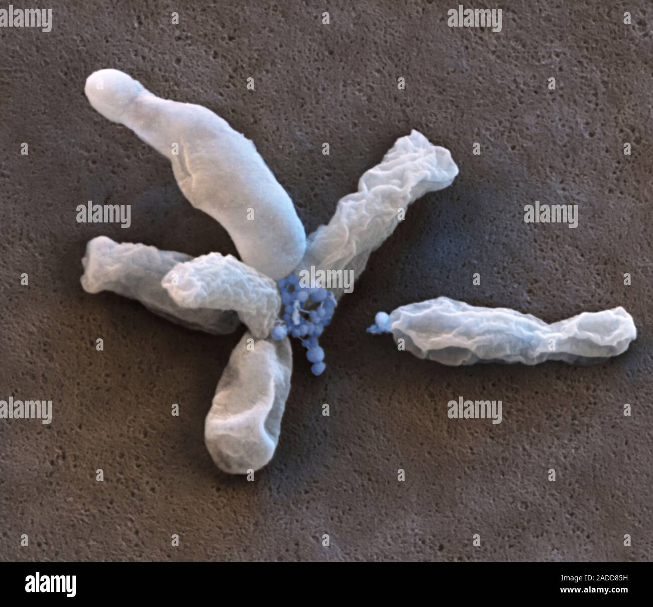 Phototrophic iron-oxidizing bacteria and magnetite, coloured scanning ... Phototrophic iron-oxidizing bacteria and magnetite, coloured scanning ...