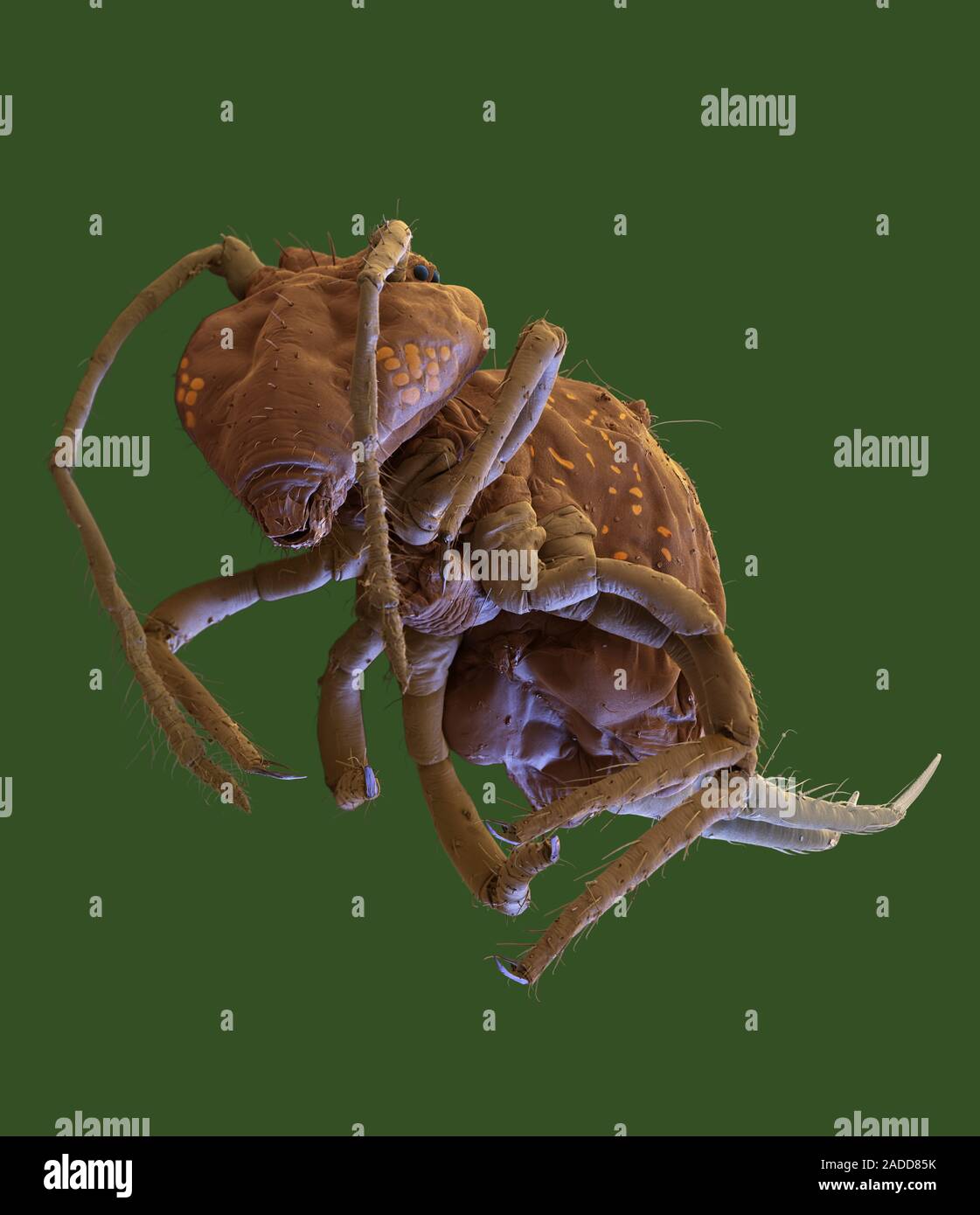 Springtail, coloured scanning electron micrograph (SEM). This arthropod ...