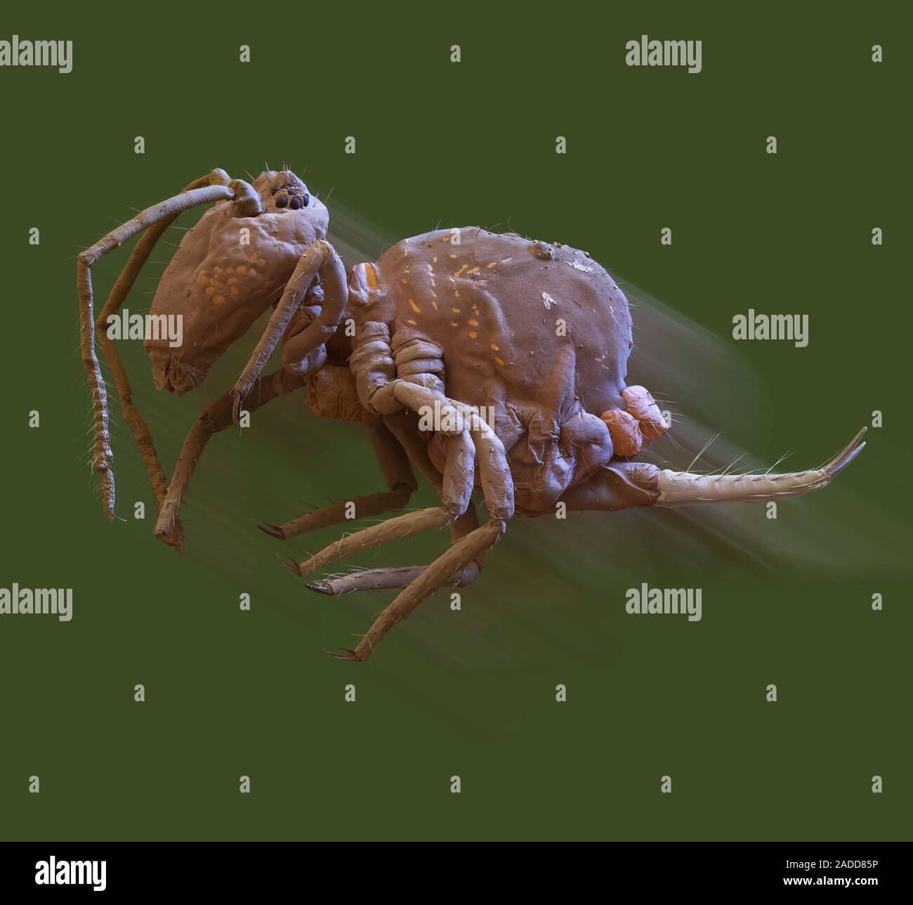 Springtail, coloured scanning electron micrograph (SEM). This arthropod ...