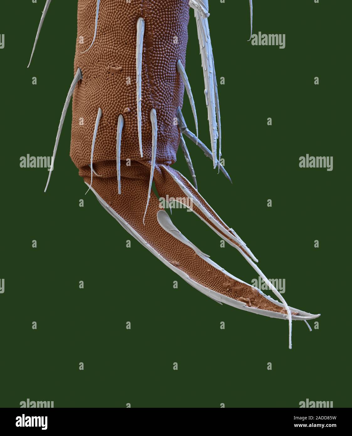 Springtail claw, coloured scanning electron micrograph (SEM). This ...