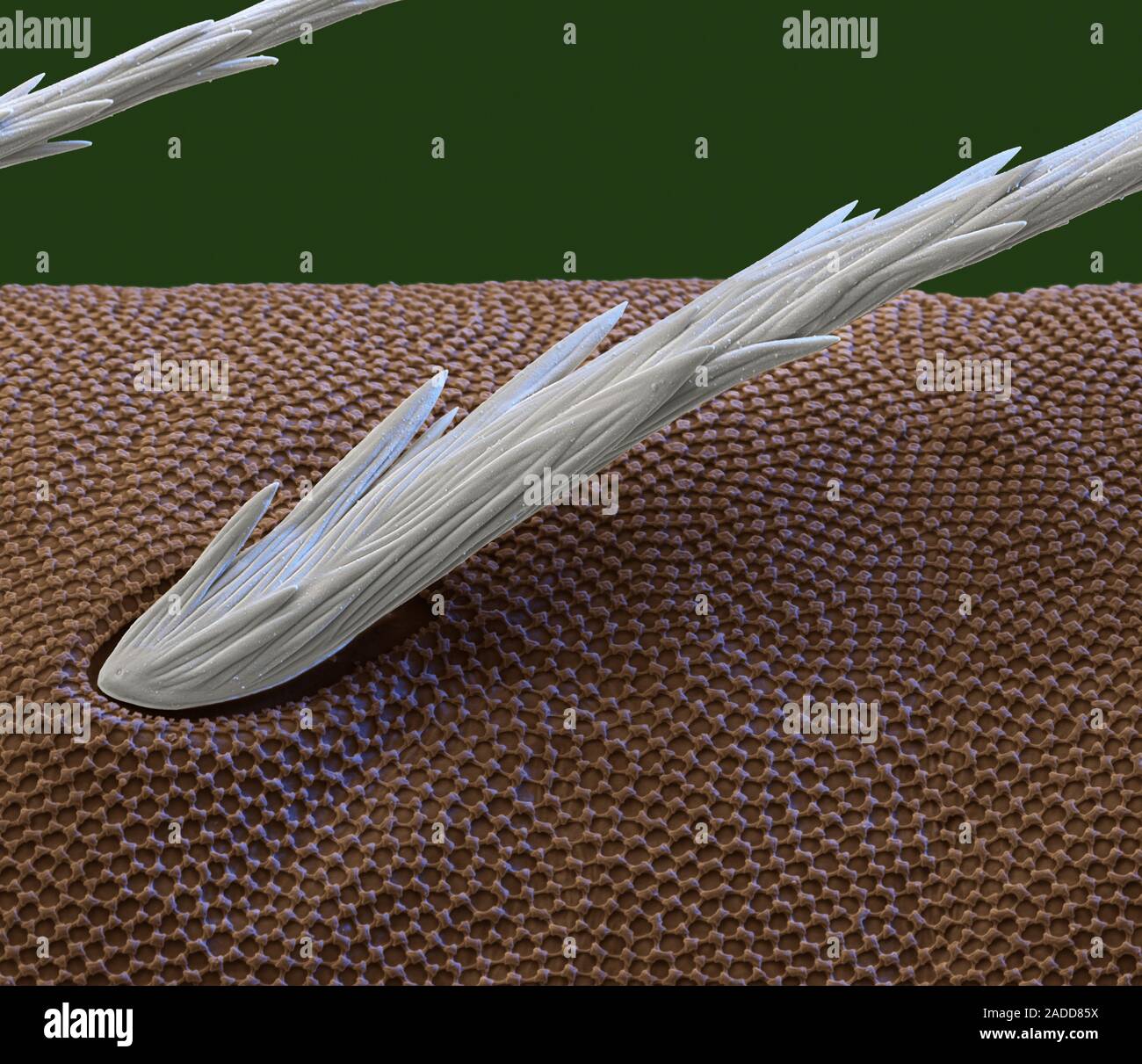Springtail bristle, coloured scanning electron micrograph (SEM). This ...