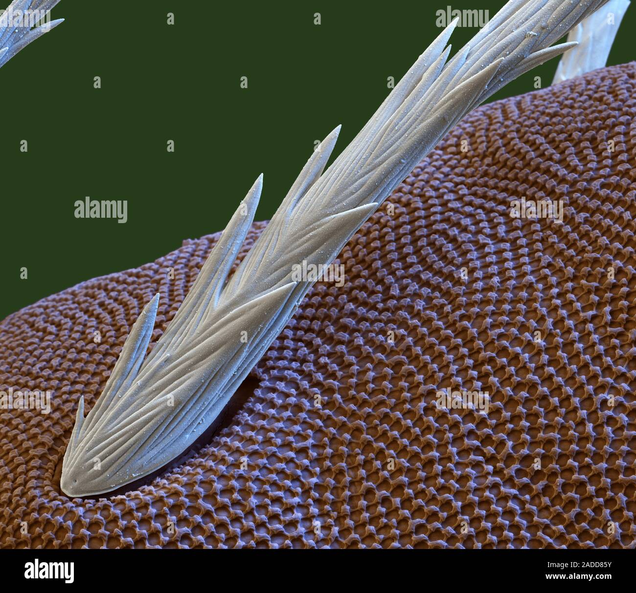 Springtail bristle, coloured scanning electron micrograph (SEM). This ...