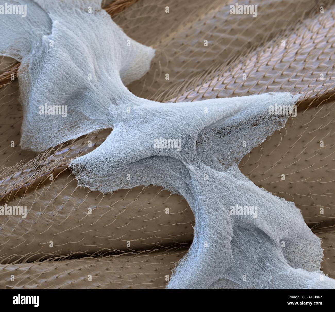 Spider silk on insect prey, coloured scanning electron micrograph (SEM ...