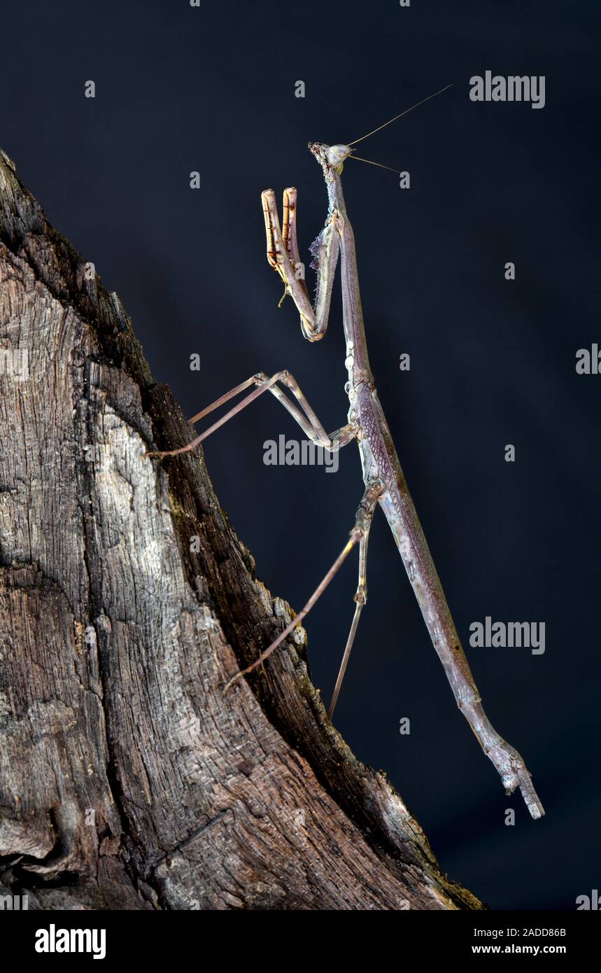 Praying mantis on a tree stump. Praying mantises (Family Mantidae) are ...