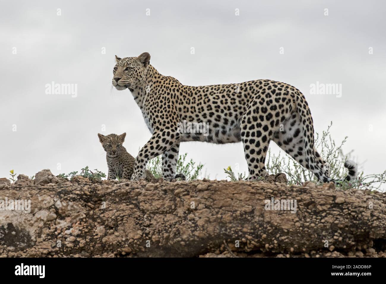 A female adult leopard (Panthera Pardus) with her young cub in the Auob ...