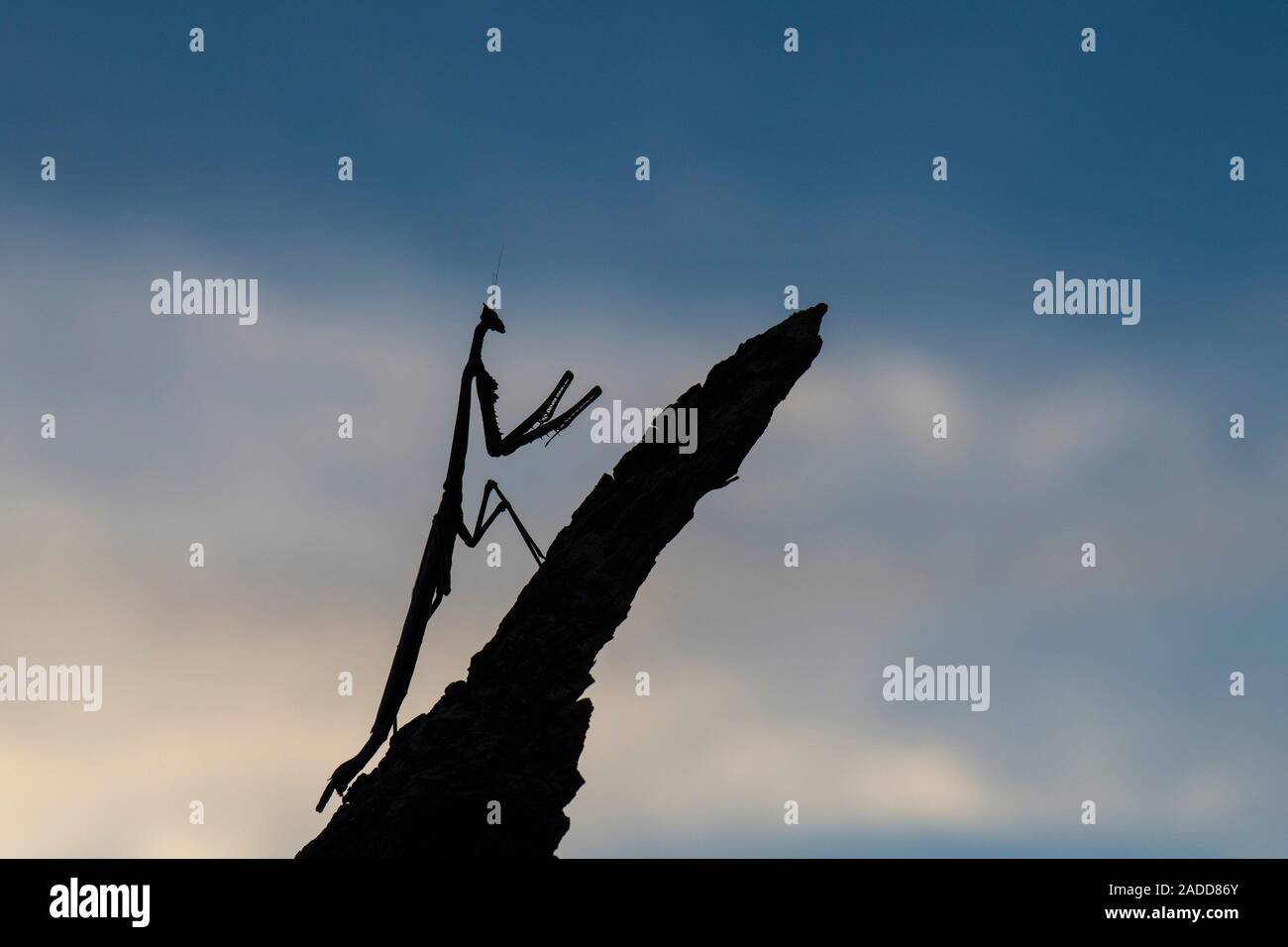 Praying mantis on a tree stump at dusk. Praying mantises (Family ...