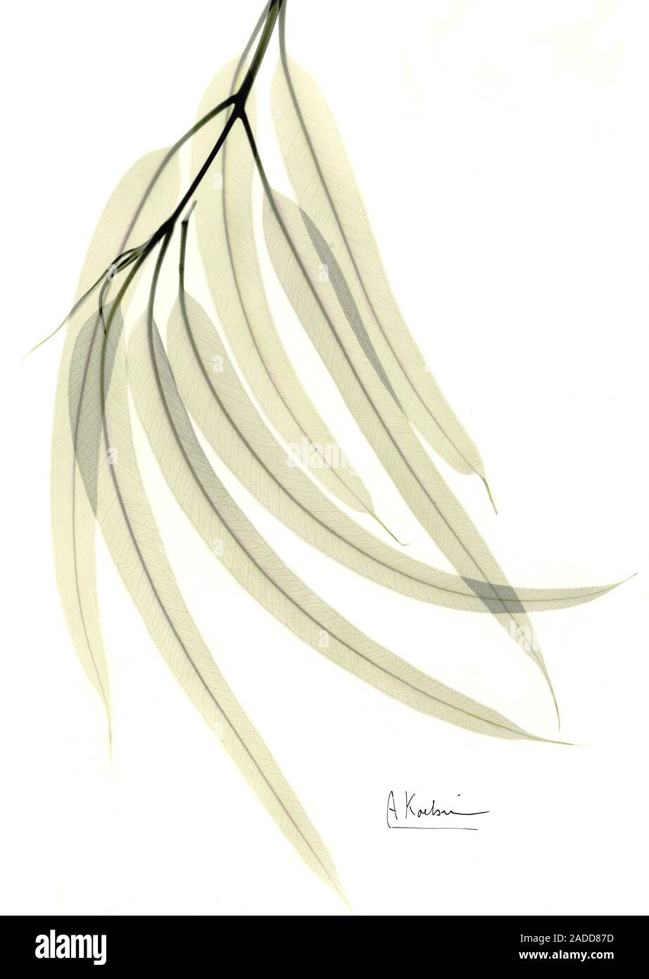 Coloured X-ray of leaves on a Eucalyptus sp. tree Stock Photo - Alamy