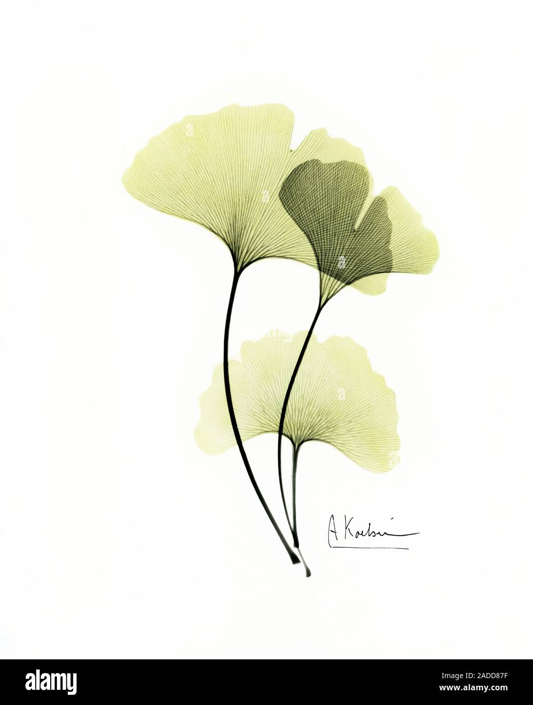 Leaves of the Chinese maidenhair tree (Ginkgo biloba), coloured, X-ray ...