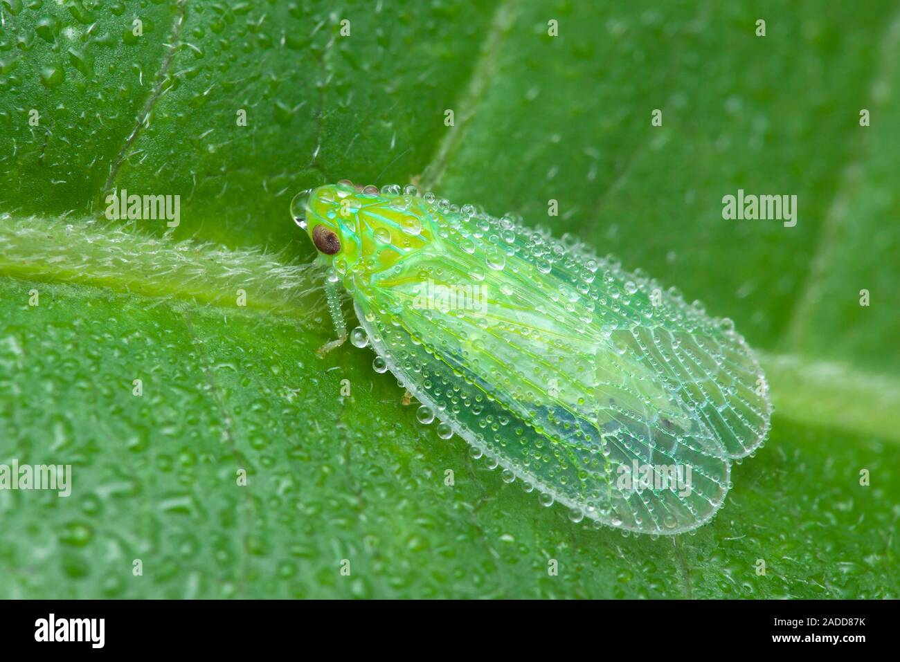Planthopper. Dew-covered planthopper, showing its translucent wings ...