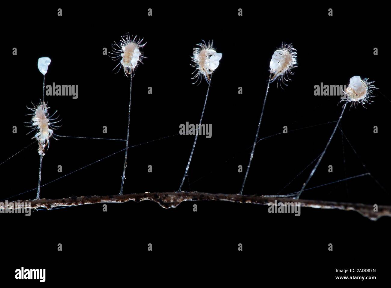Lacewing eggs hatching. Larvae hatching from a cluster of eggs, laid by ...