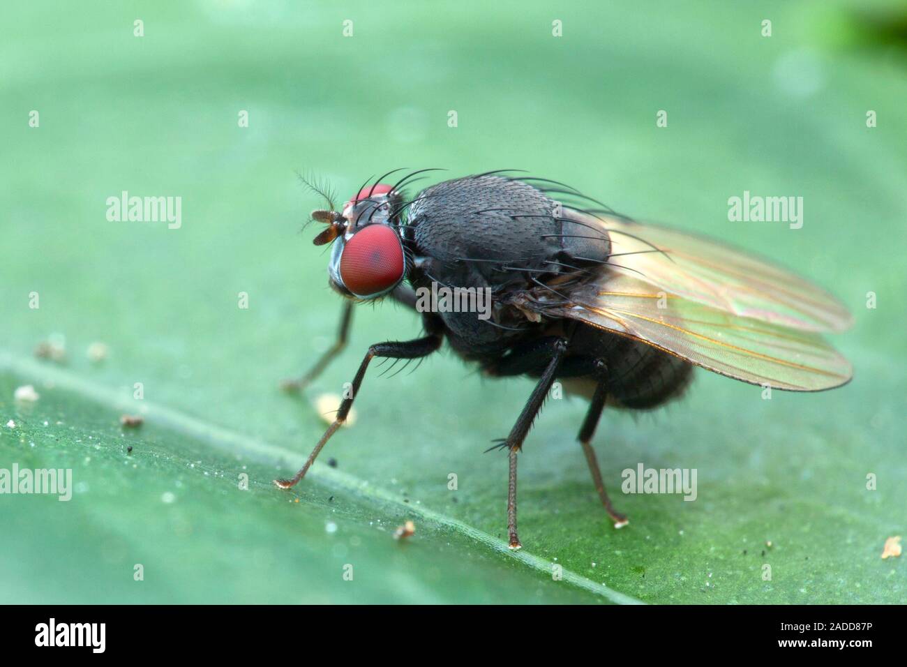 Fly resting on a leaf Stock Photo - Alamy