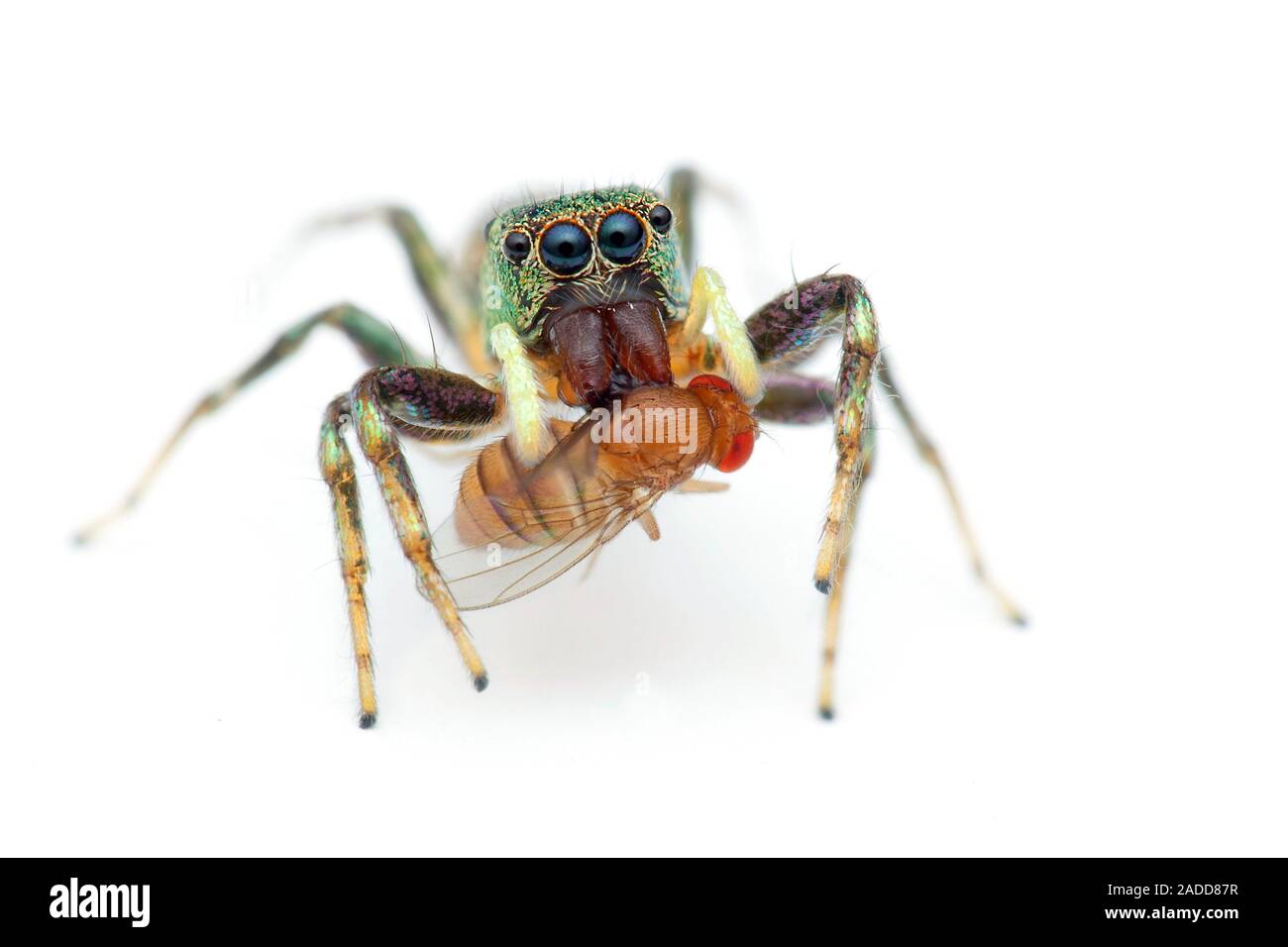 Jumping spider (family Salticidae) feeding on a fruit fly (Drosophila ...