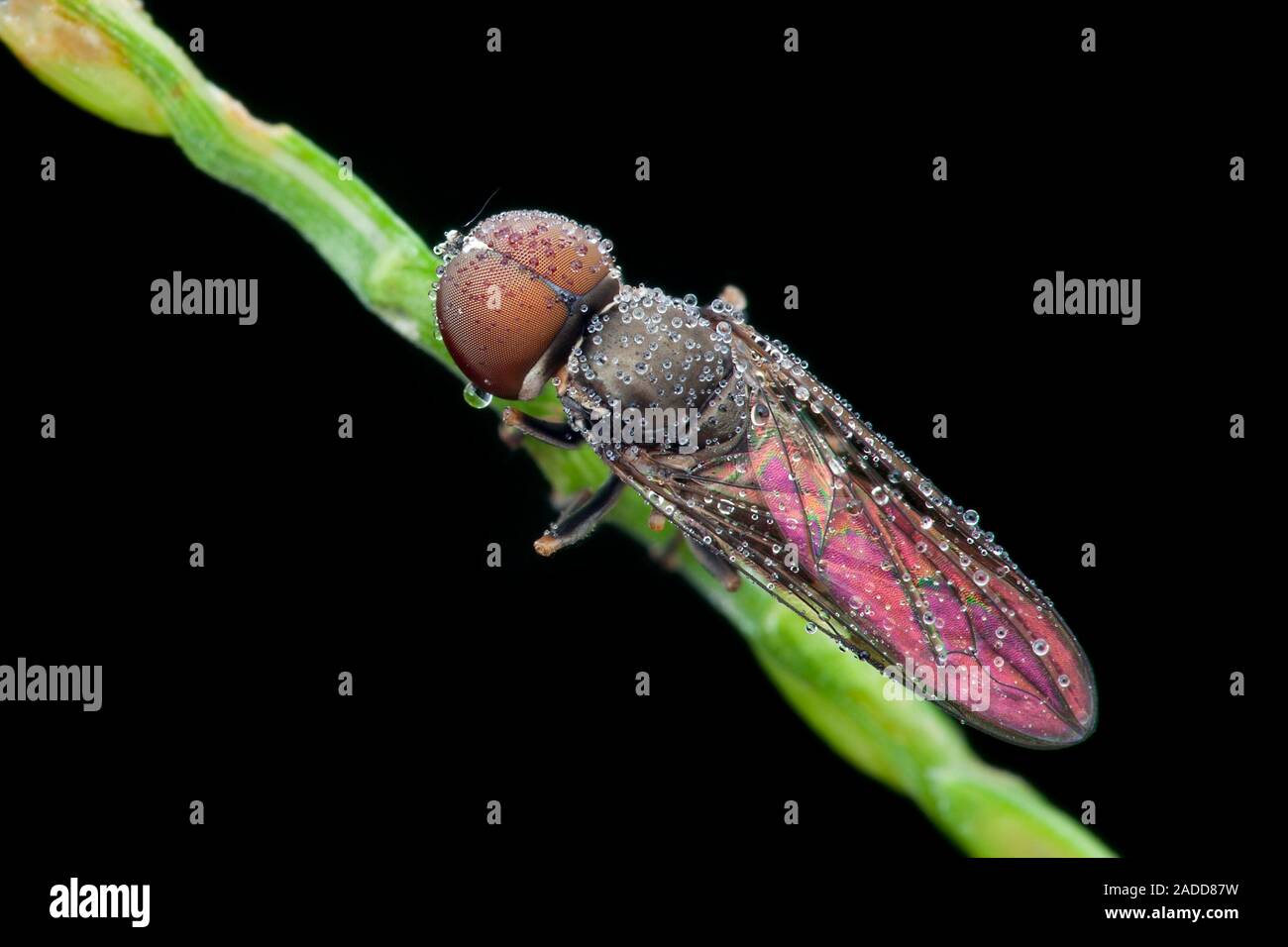 Big-headed fly (family Pipunculidae) covered in dew. Big-headed flies ...