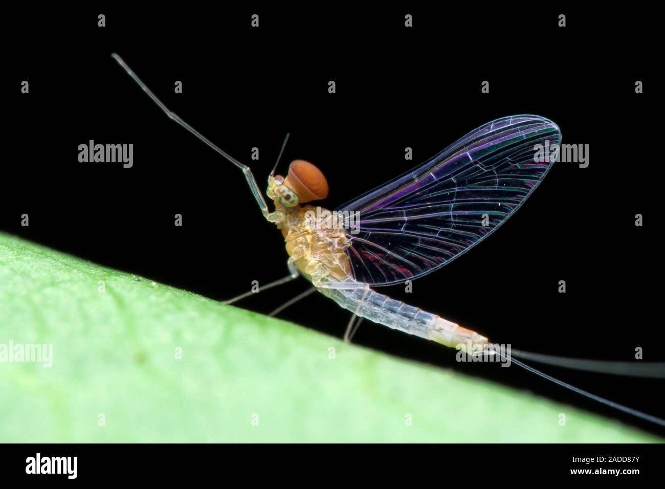 Male mayfly. This male mayfly (order Ephemeroptera) has long front legs ...