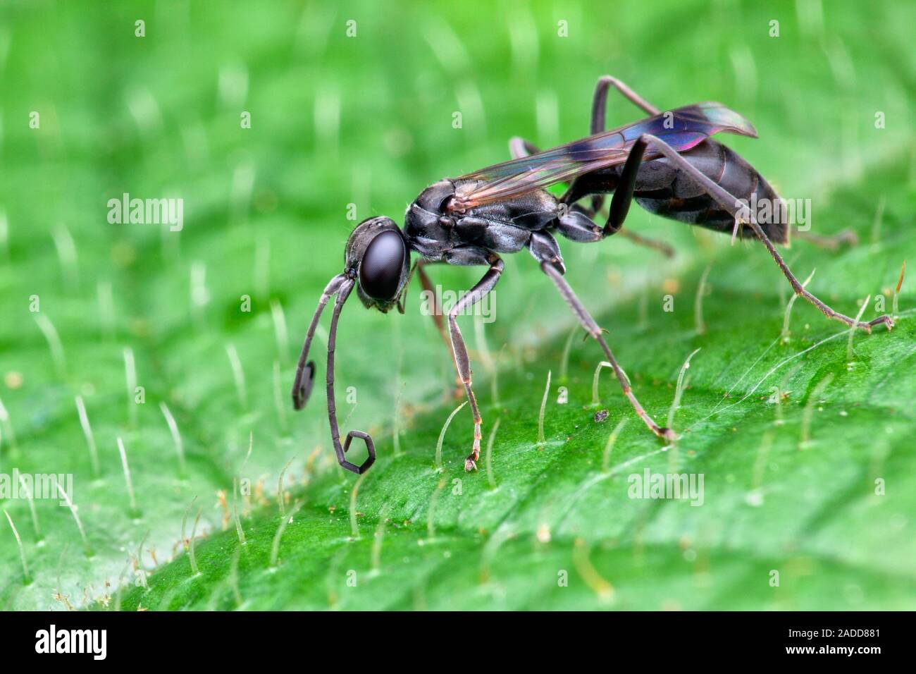 Spider wasp (family Pompilidae). Spider wasps are solitary wasps. Their ...