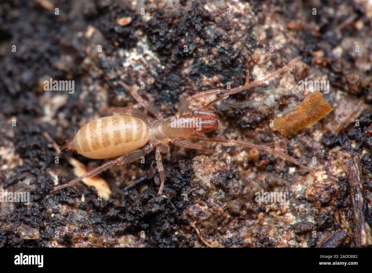 Short-tailed whip scorpion on moist ground. Short-tailed whip scorpions ...