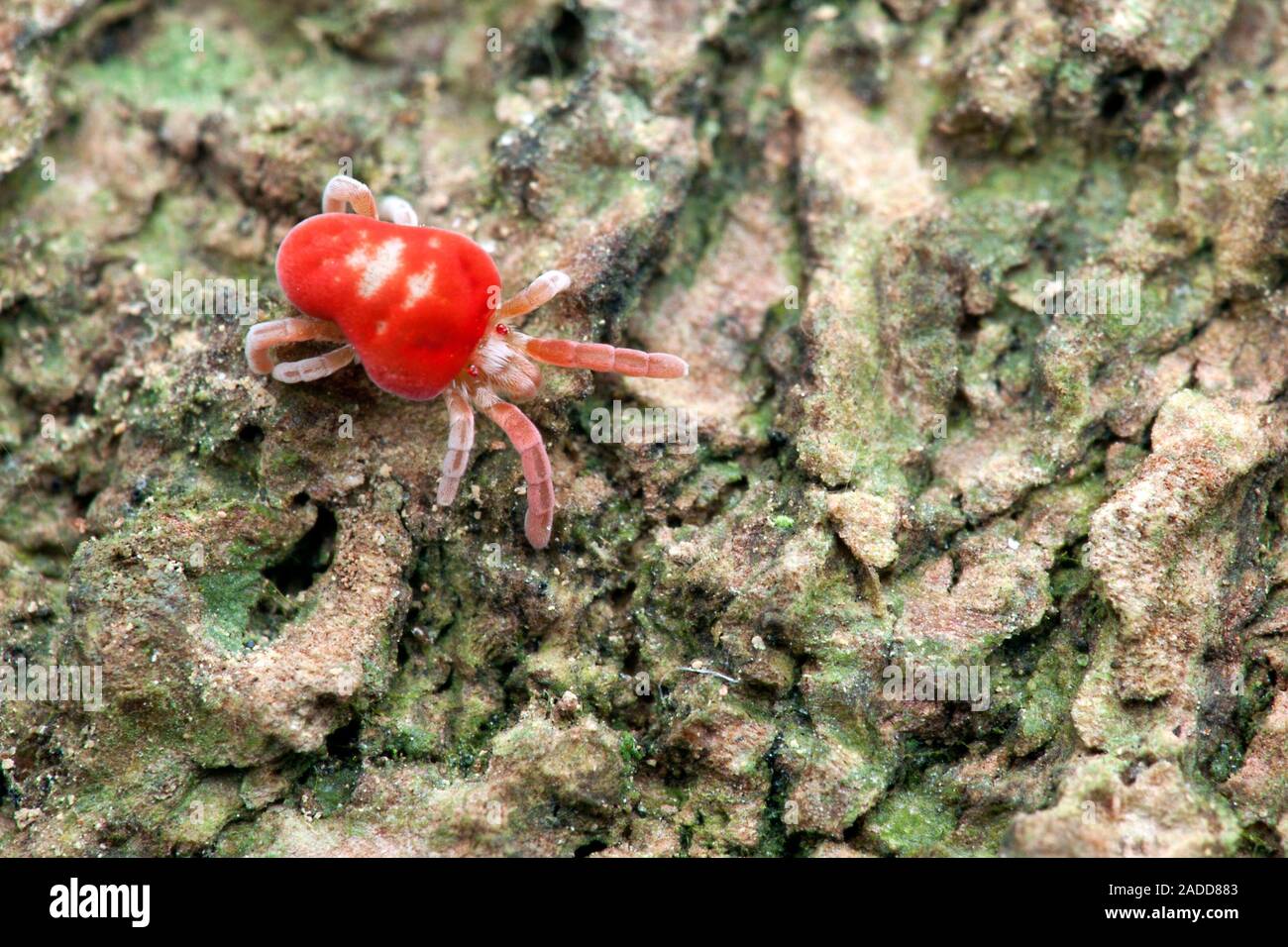 Velvet mite (Family Trombidiidae). Velvet mites are small predatory ...