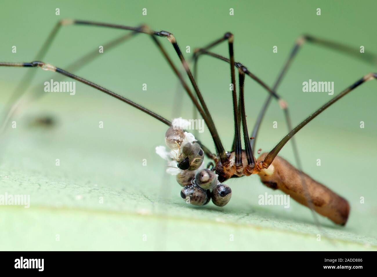 Cellar spider (family Pholcidae) carrying eggs infested with parasites ...