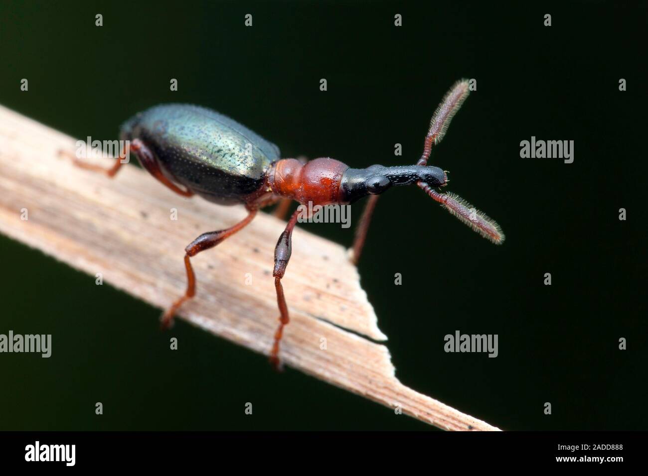 Sweet potato weevil (Cylas formicarius), an agricultural pest Stock ...