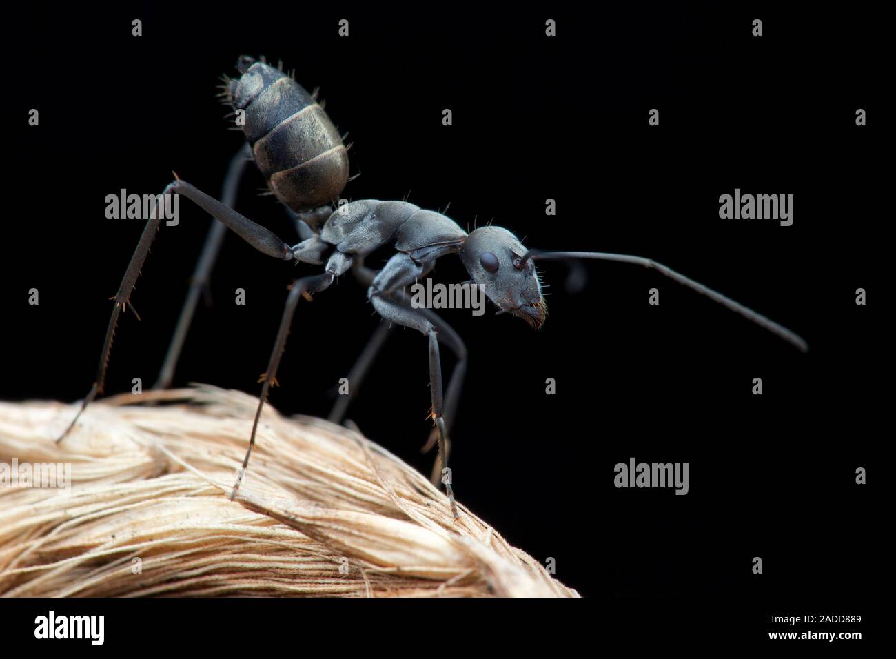 Black ant in defensive pose Stock Photo - Alamy
