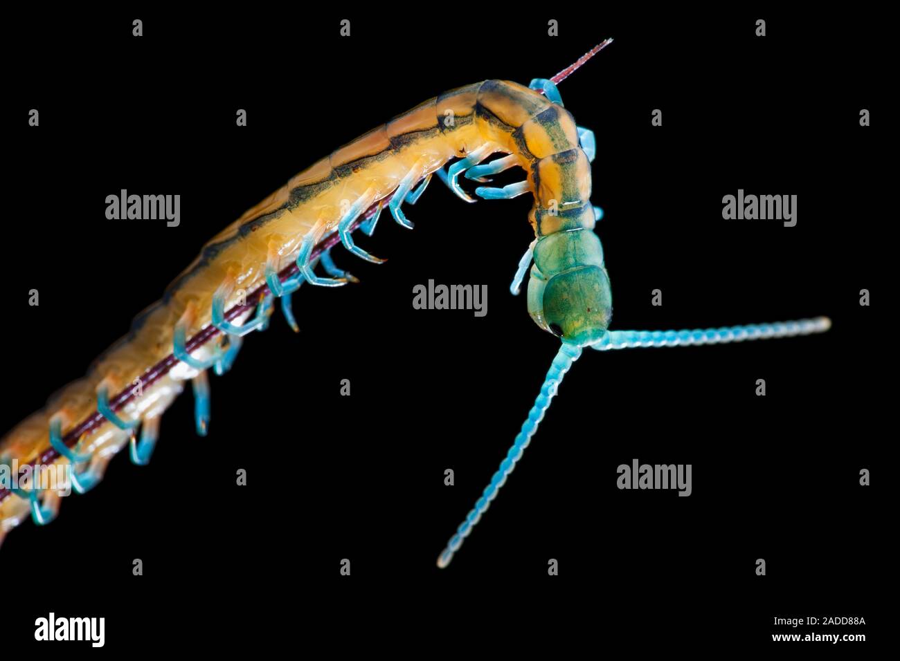 Juvenile centipede (Scolopendra sp.). Centipedes of this genus are ...