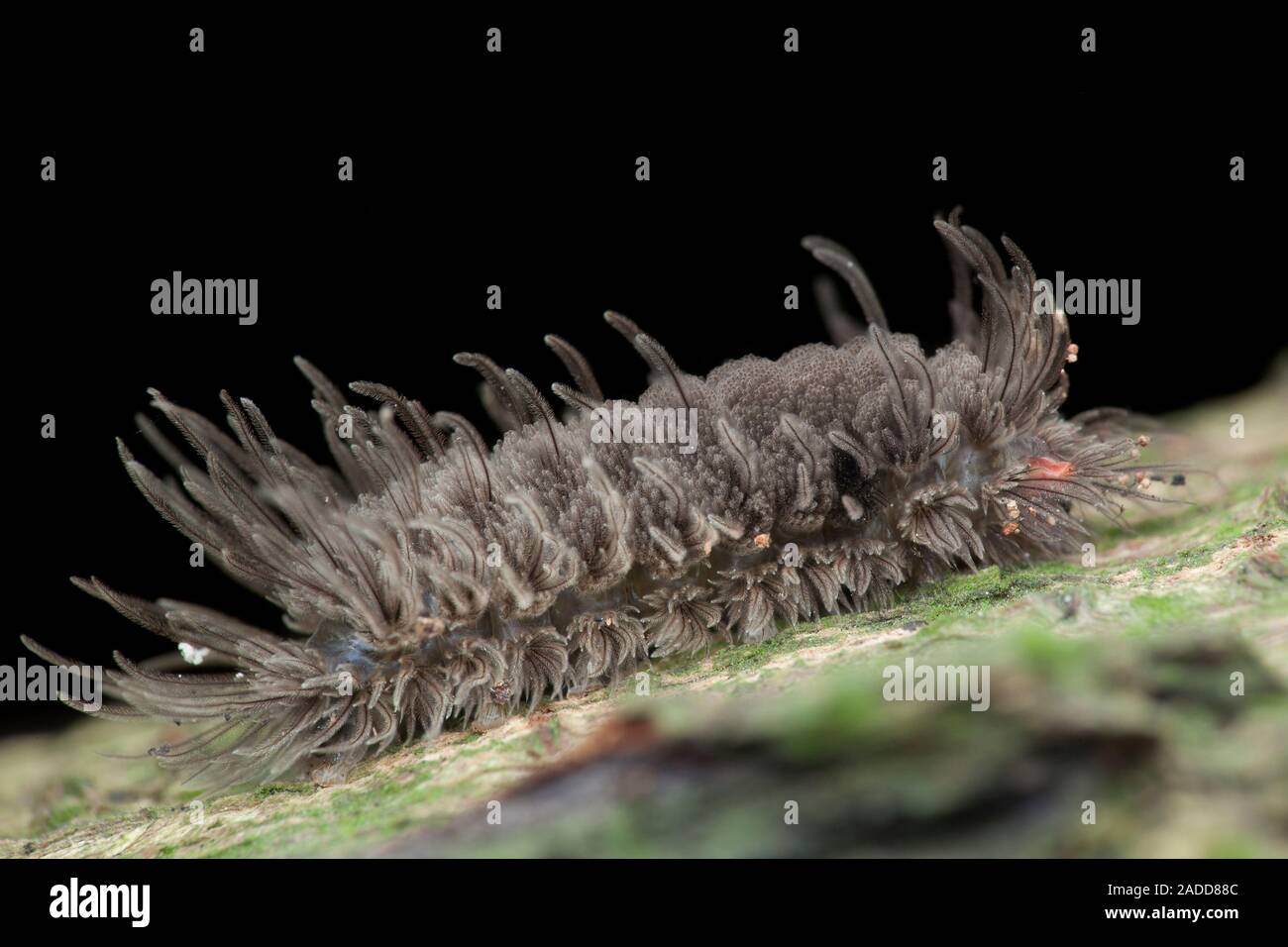 Hairy caterpillar. Larva of a lepidopteran (moths and butterflies) with ...