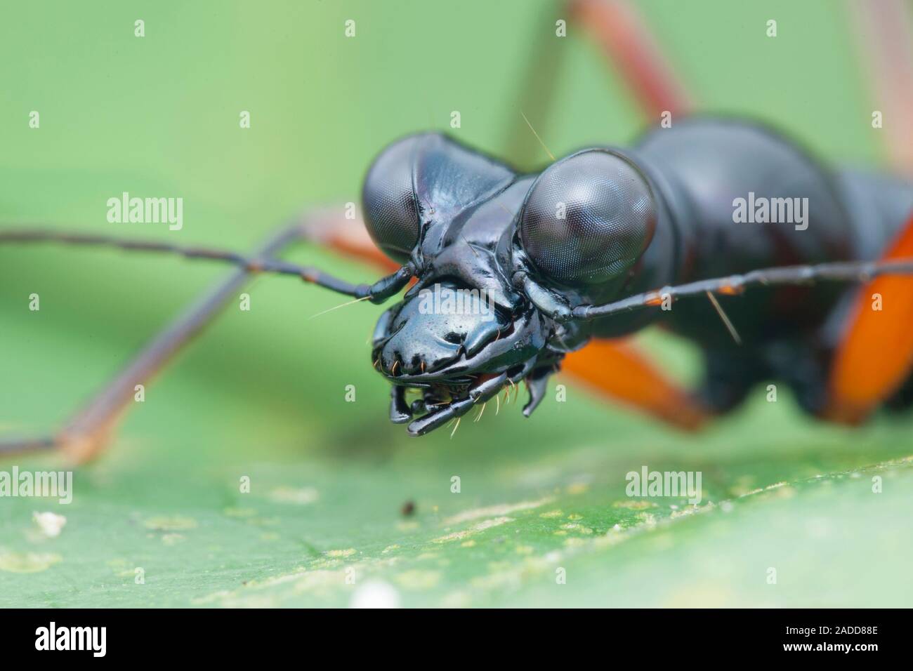 Flightless tiger beetle. Close-up of the head of a flightless tiger ...