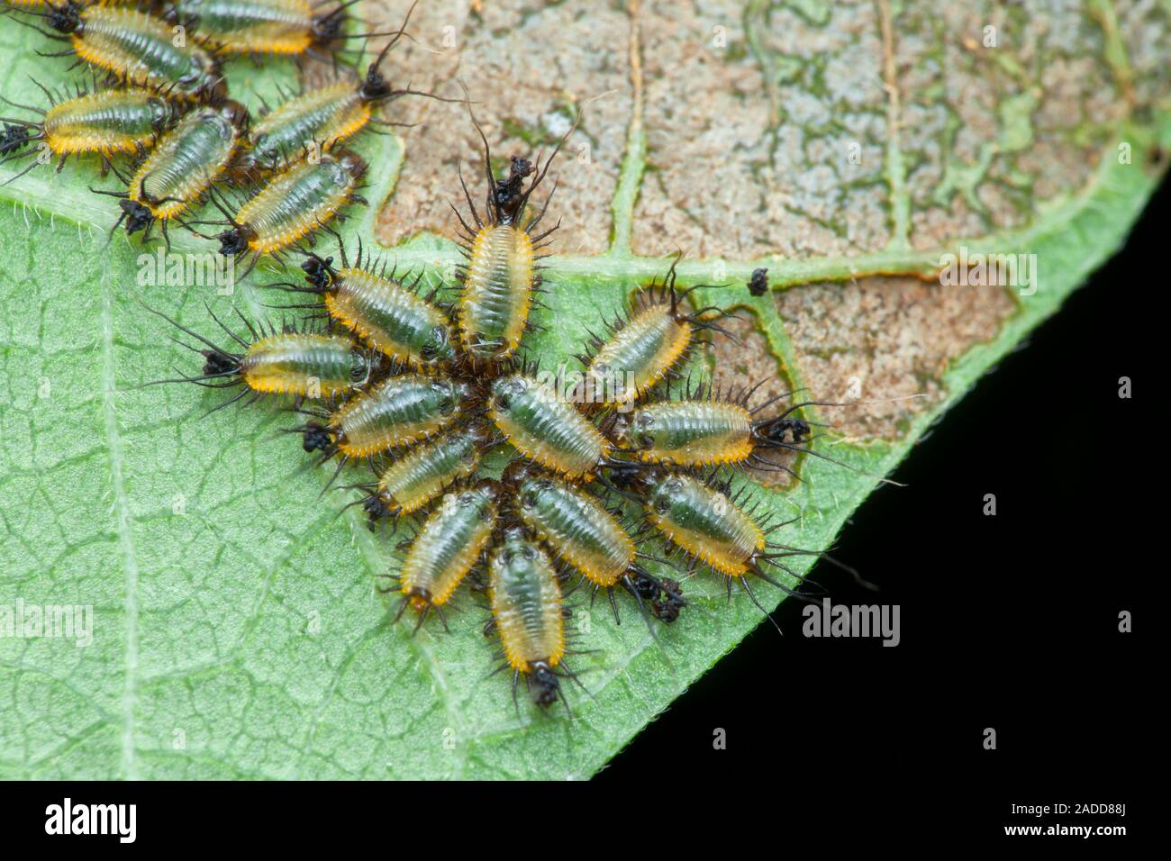 Tortoise beetle larvae feeding on a leaf. The Cassidinae (tortoise and ...