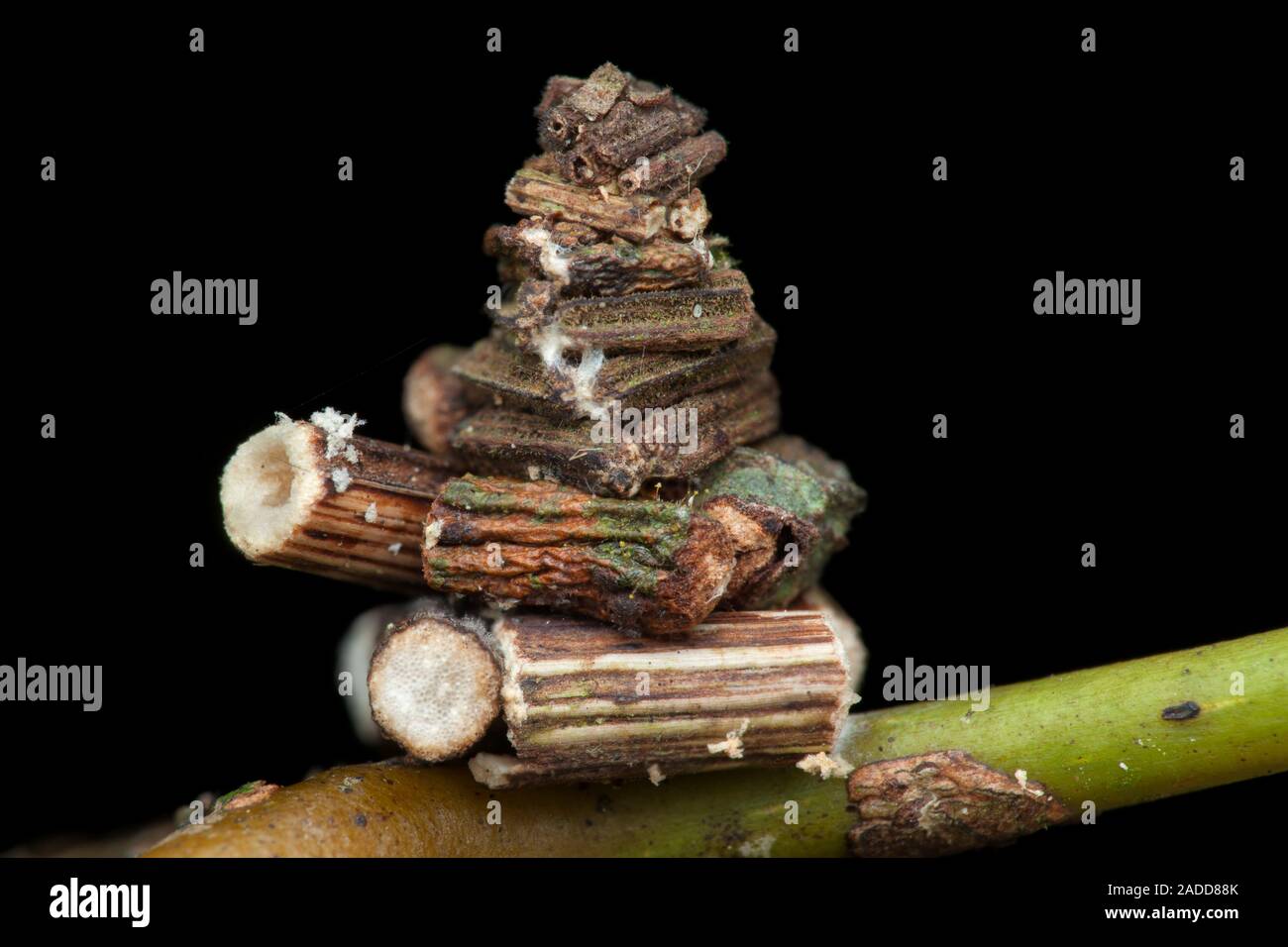 Bagworm moth larva. Caterpillar (larva) of a bagworm moth (family ...