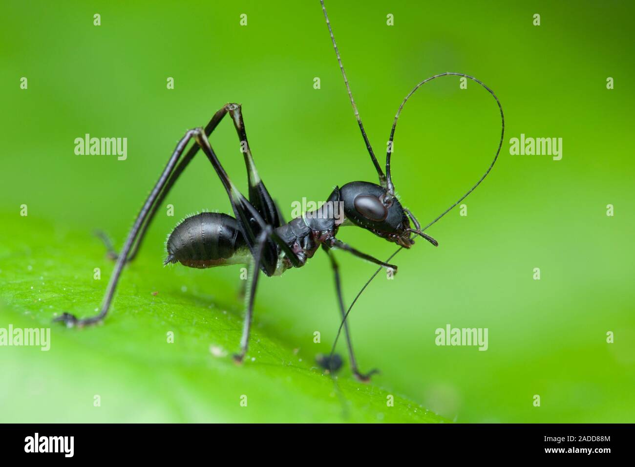 Ant-mimic katydid nymph. Young instars of some Orthopteran species ...