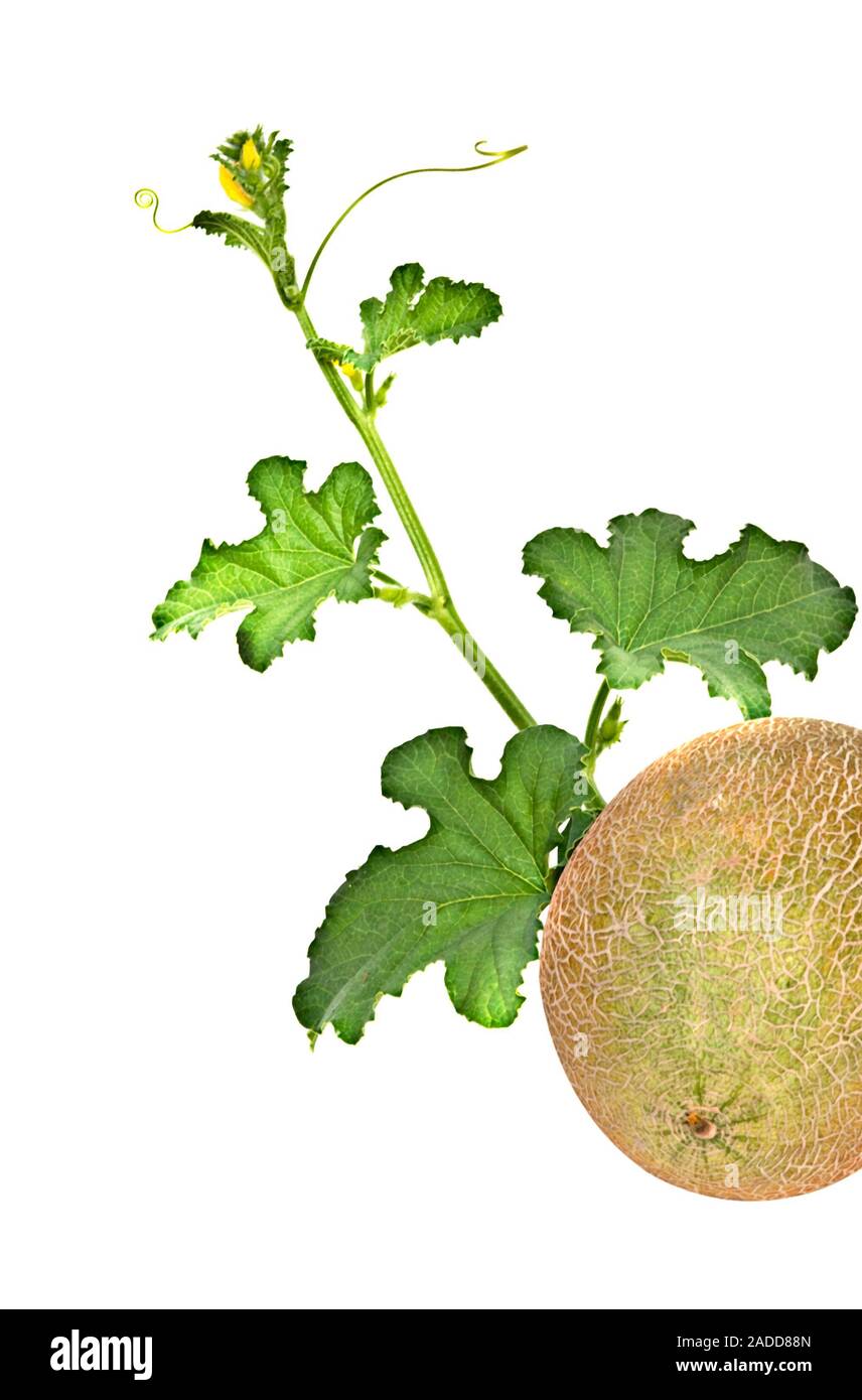 Melon vine isolated on Cut Out Stock Images & Pictures - Alamy