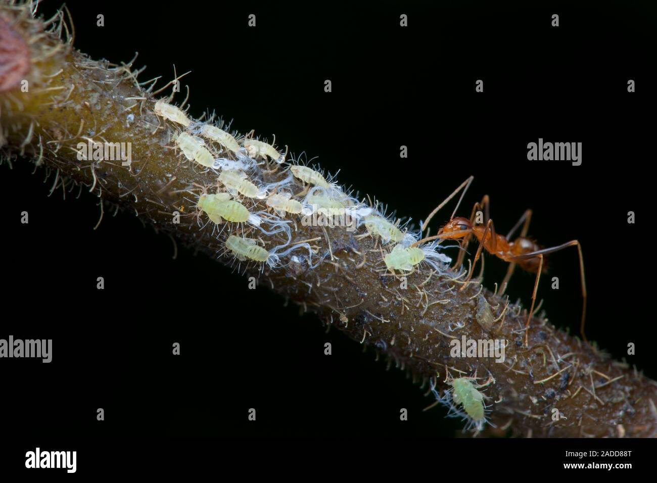 Ant milking bark lice. An ant collects honeydew secreted by one of a ...