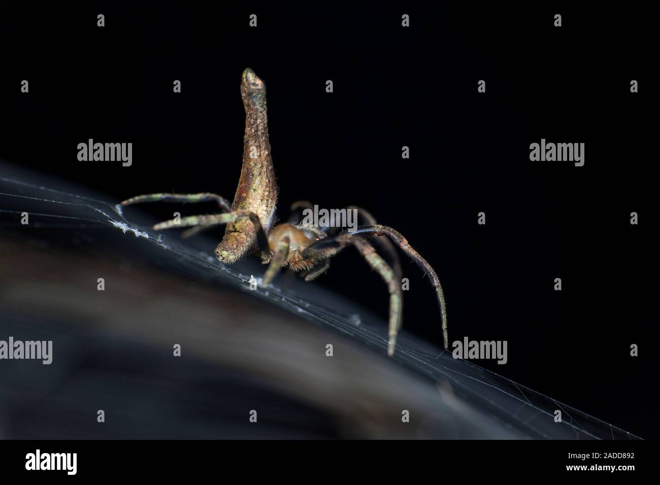 Tree stump orb-weaver spider (family Araneidae). Close-up of a tree ...