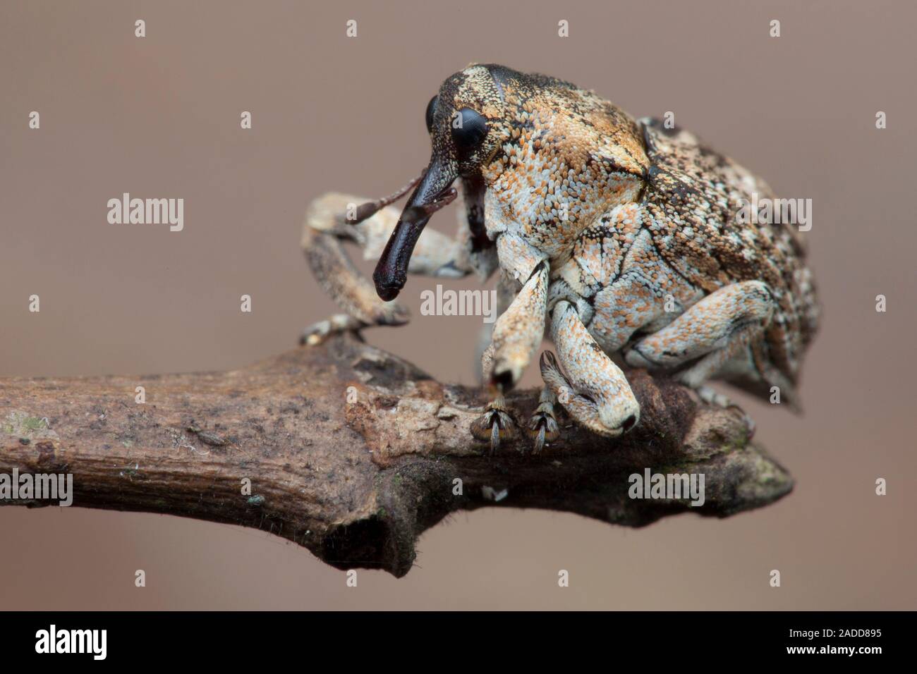 Weevil on a twig. Weevils (superfamily Curculionoidea) are small mostly ...