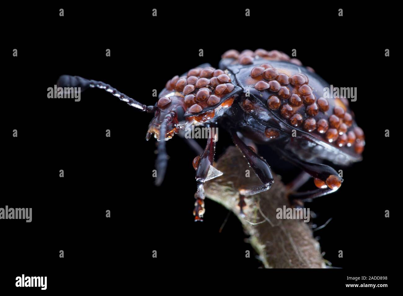 Mites on fungus beetle. Parasitic mites (family Acari, red) feeding on ...