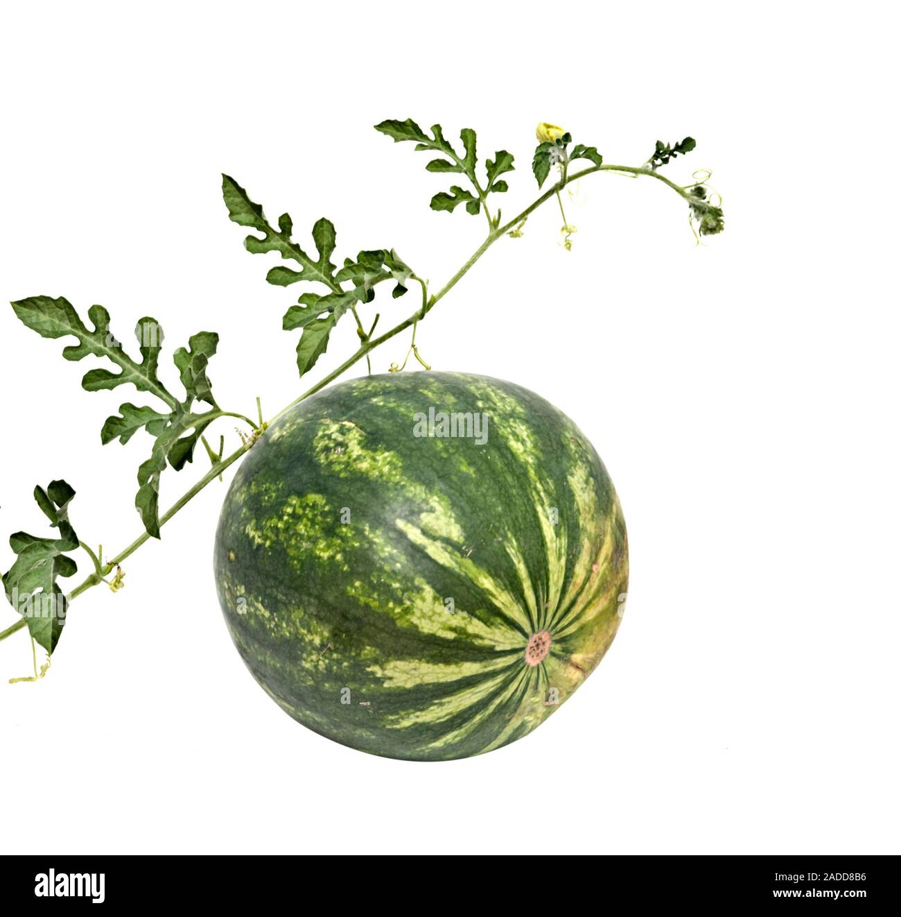 Watermelon with vine isolated on white background Stock Photo - Alamy