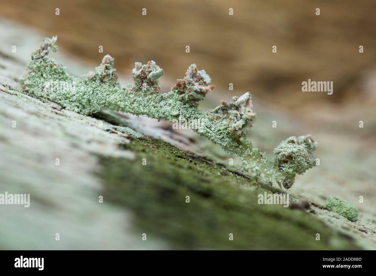 Cryptic coloration in a caterpillar. Close-up of a caterpillar with ...