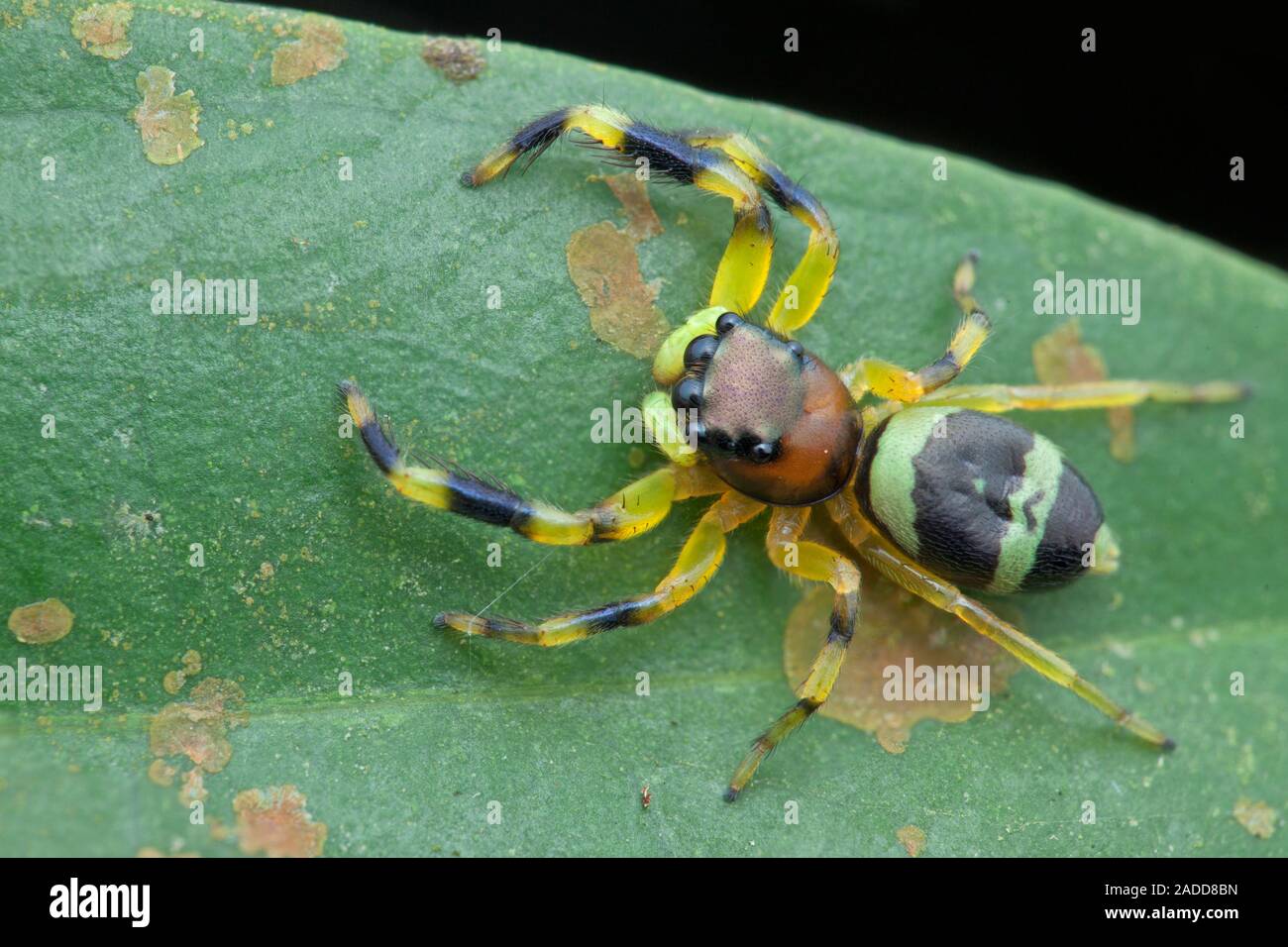 Jumping spider. Colourful jumping spider (family Salticidae) on a leaf ...
