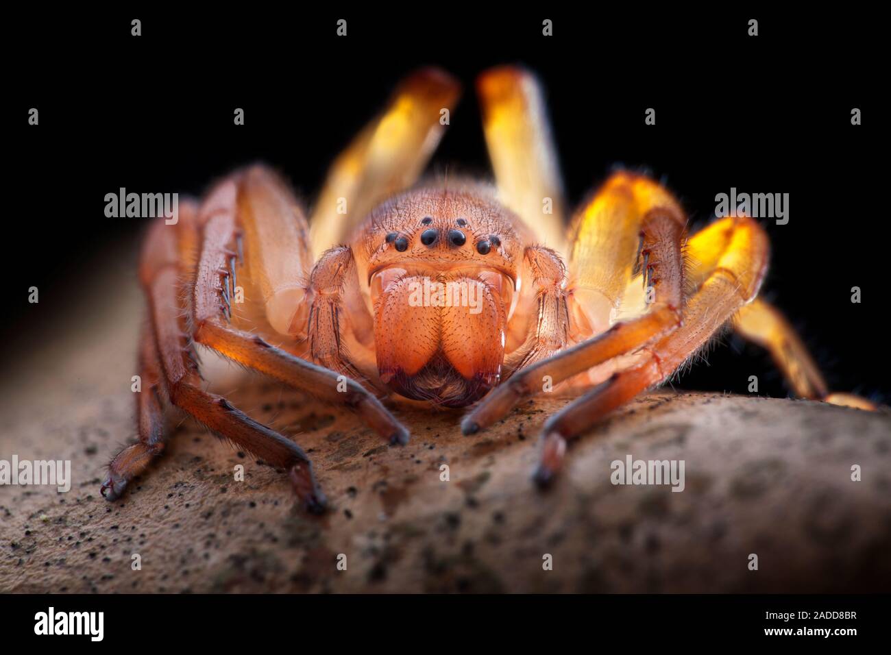 Huntsman spider. Close-up of a huntsman spider on a leaf. Huntsmen ...