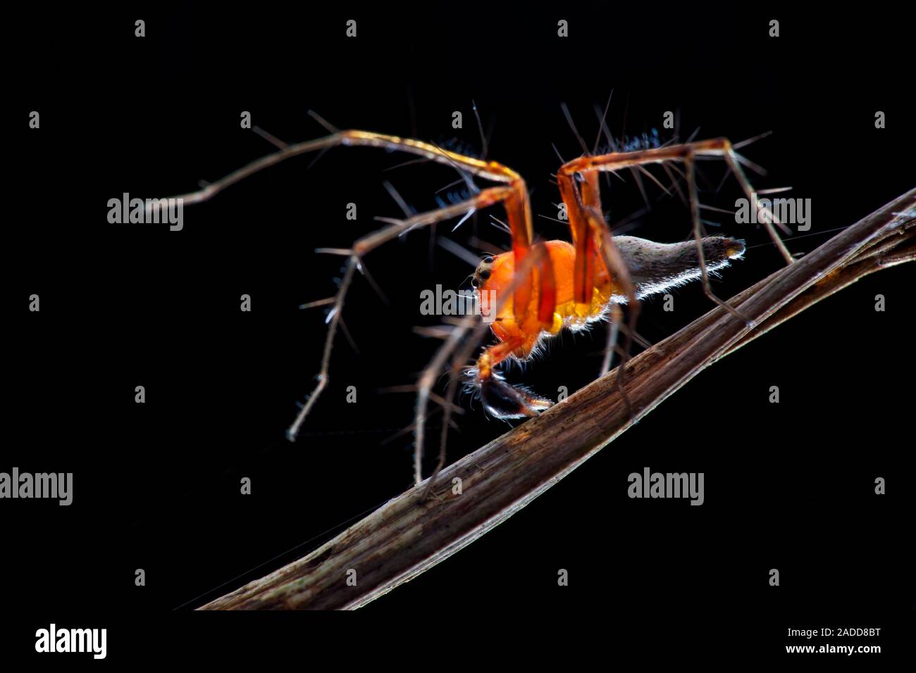 Lynx spider. Lynx spiders (family Oxyopidae) are a type of hunting ...